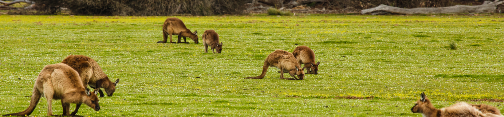 What do kangaroos eat?